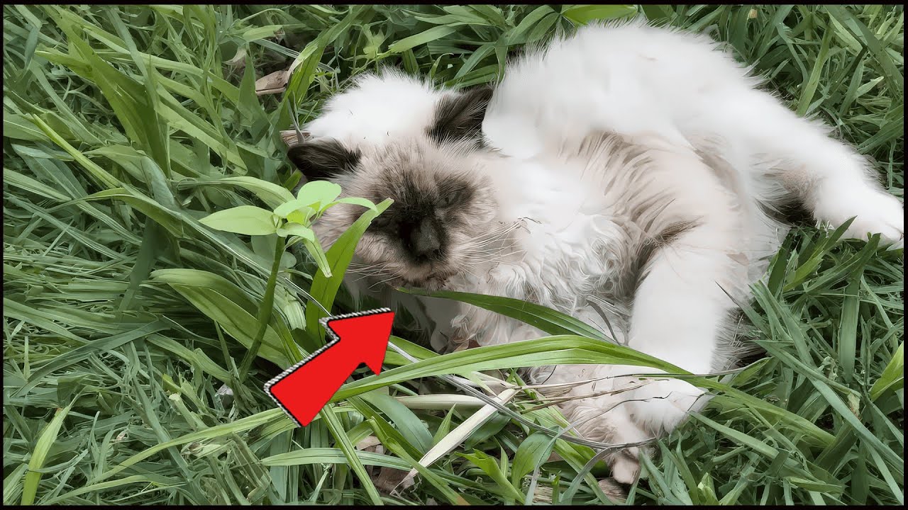 "A kitten waiting to die was actually injured by a blunt object."🐾🚑💔# ...