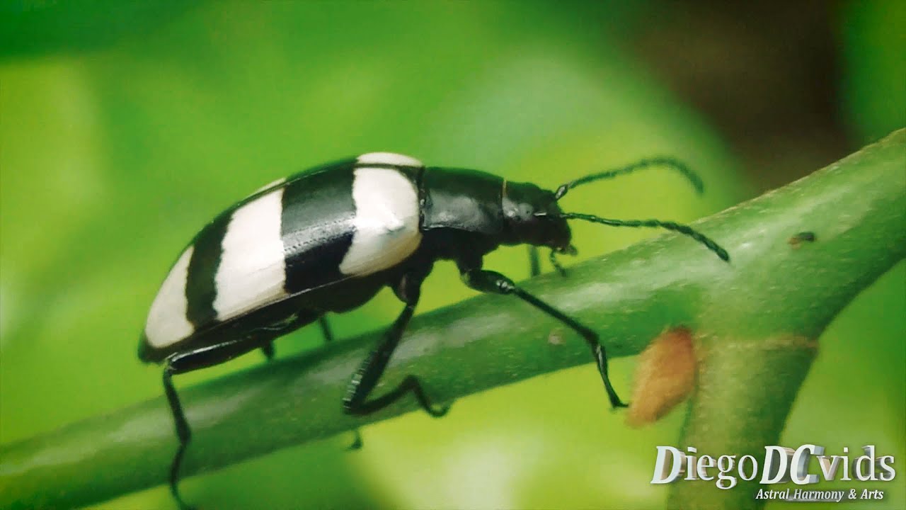 Poecilesthus luteomaculatus - Zebra beetle - besouro zebra ...