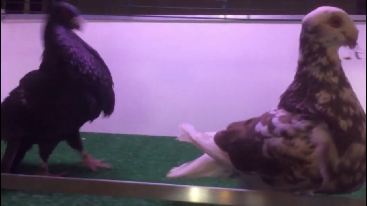 PÁJARO NEGRO LA CAITA Buchón Granadino Pouter Pigeon Boulant Cropper ...
