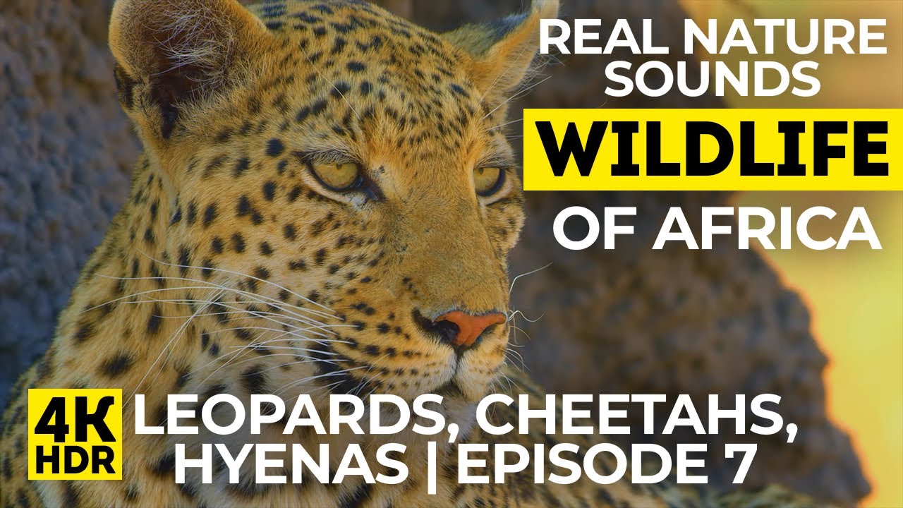4K HDR Wildlife in Africa | Episode 8 - Leopards, Cheetahs, Jackals ...