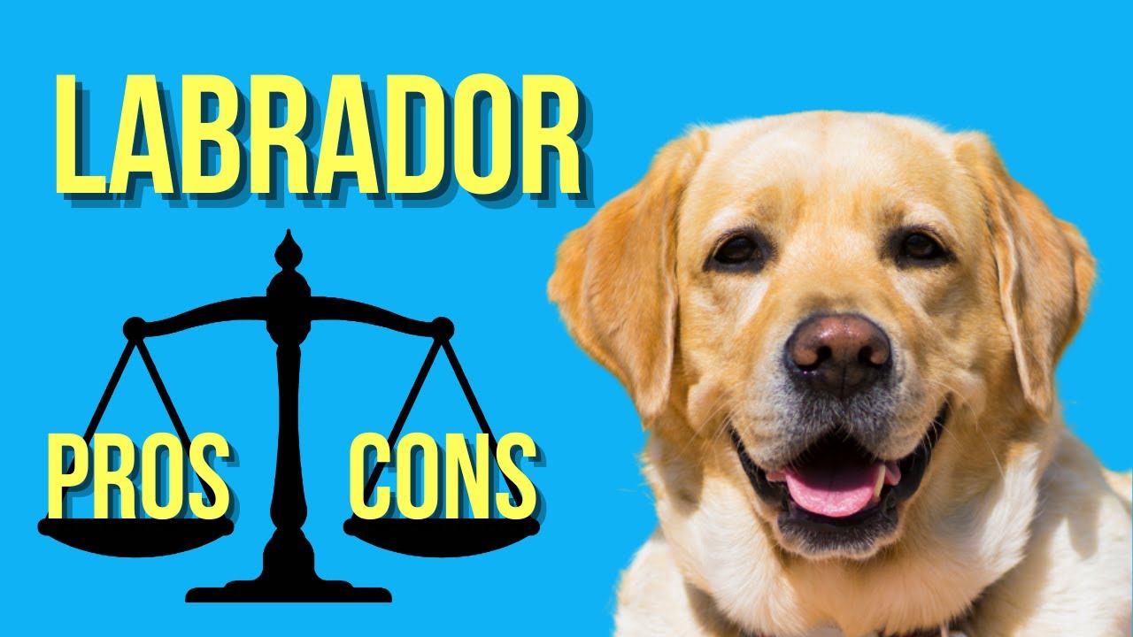17 Reasons Why Owning A Labrador Retriever