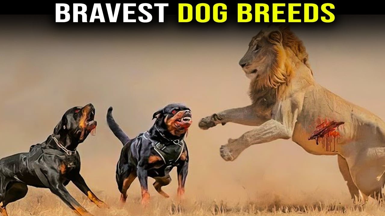 5 Bravest Dog Breeds in the World - YouTube