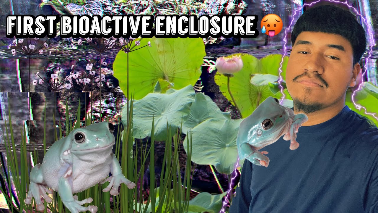 HOW TO BUILD A BIOACTIVE ENCLOSURE **WHITES TREE FROG** - YouTube