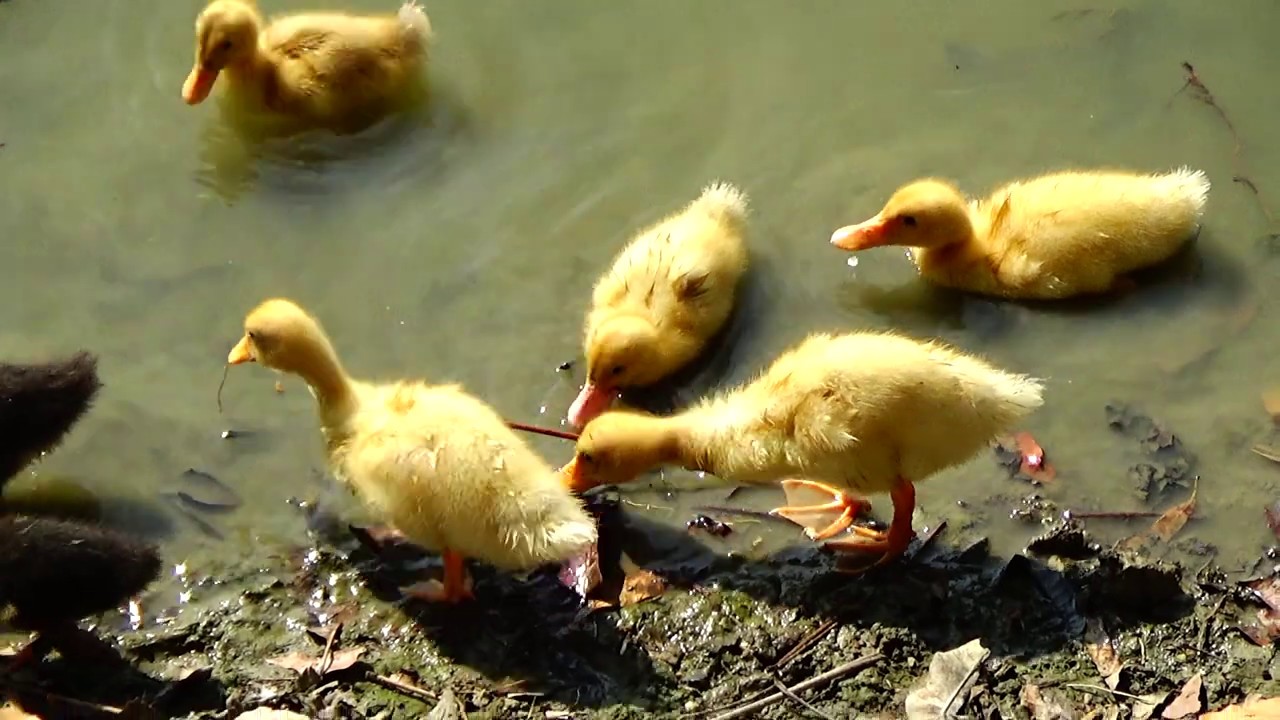 Daily duck routine,Baby duck video for kids 2020 - YouTube