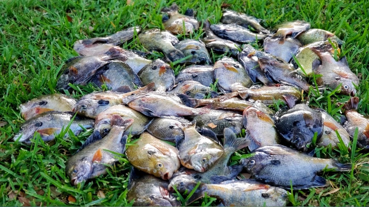 MONSTER Bluegill Love This Trick! *Super Easy* - YouTube