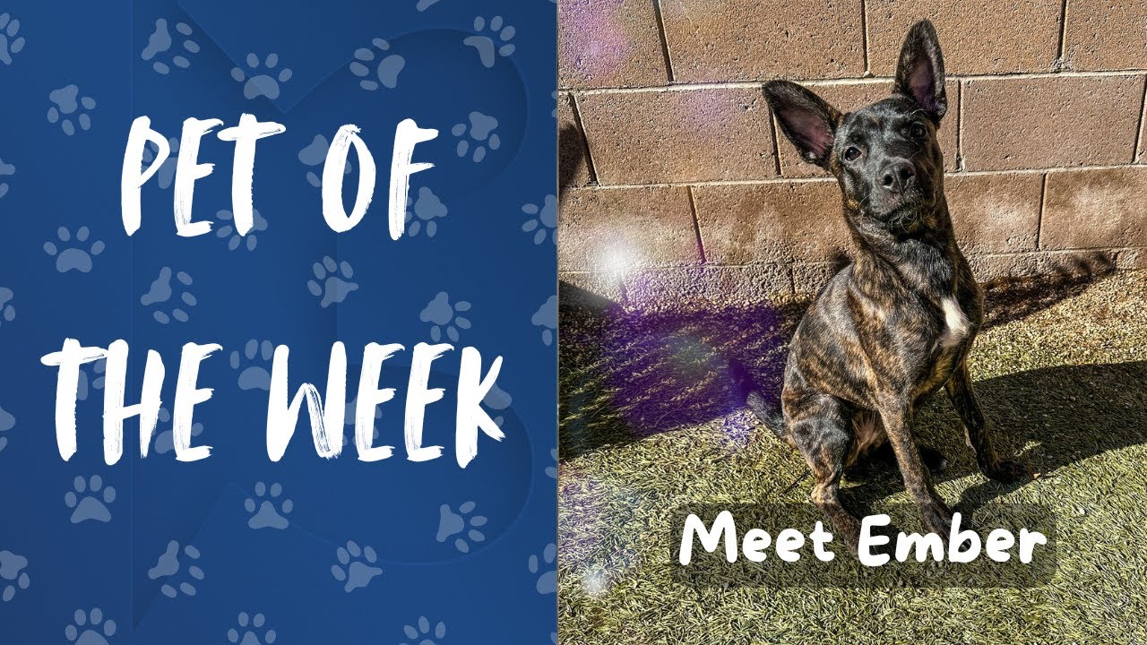 Pet of the Week: Meet Ember! - YouTube