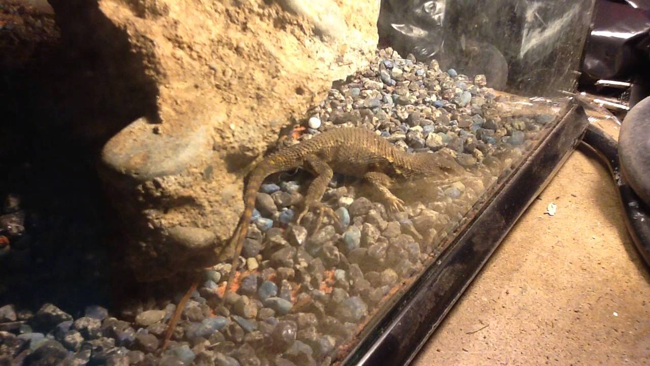 blue belly lizard eating a fly - YouTube