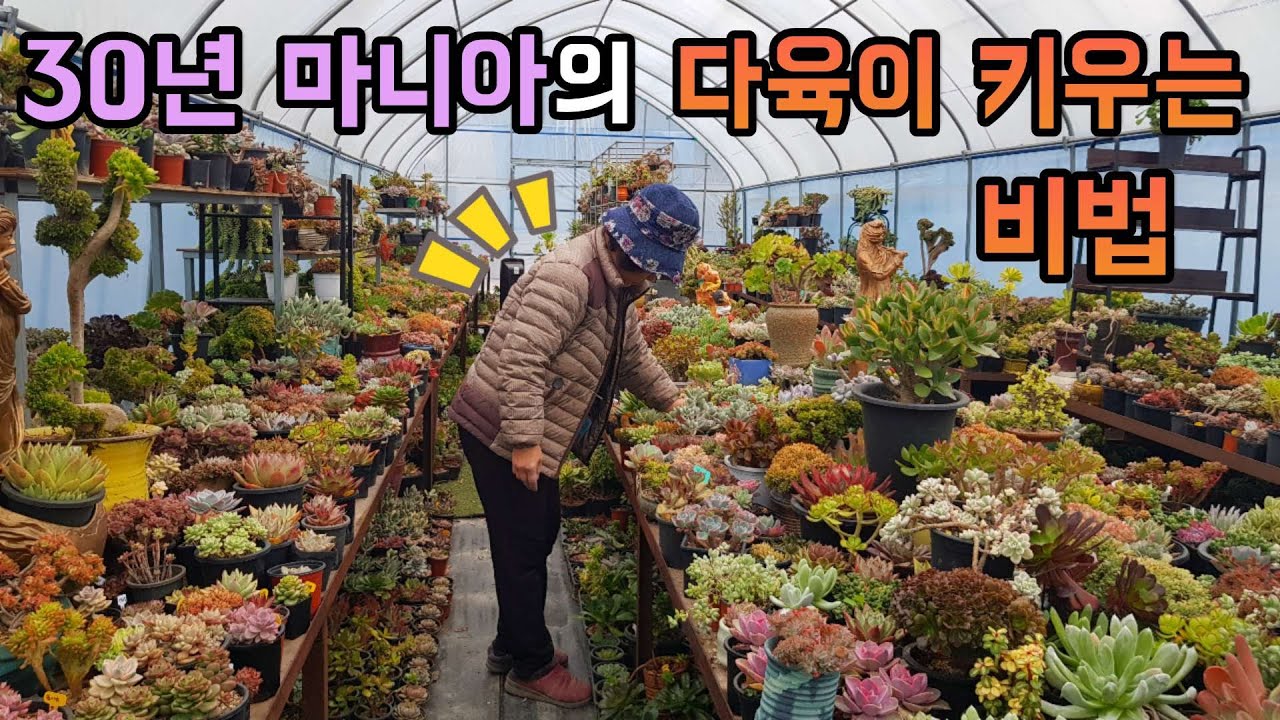 30년 다육이 마니아의 지금은 웃을 수 있는 옛이야기와 다육이 키우기 비법ㅣ백구다육농장ㅣ신쌤의다다육선多肉植物
