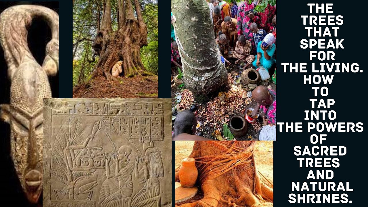 The Trees That Speak For The Living.How to Tap into The Powers of ...