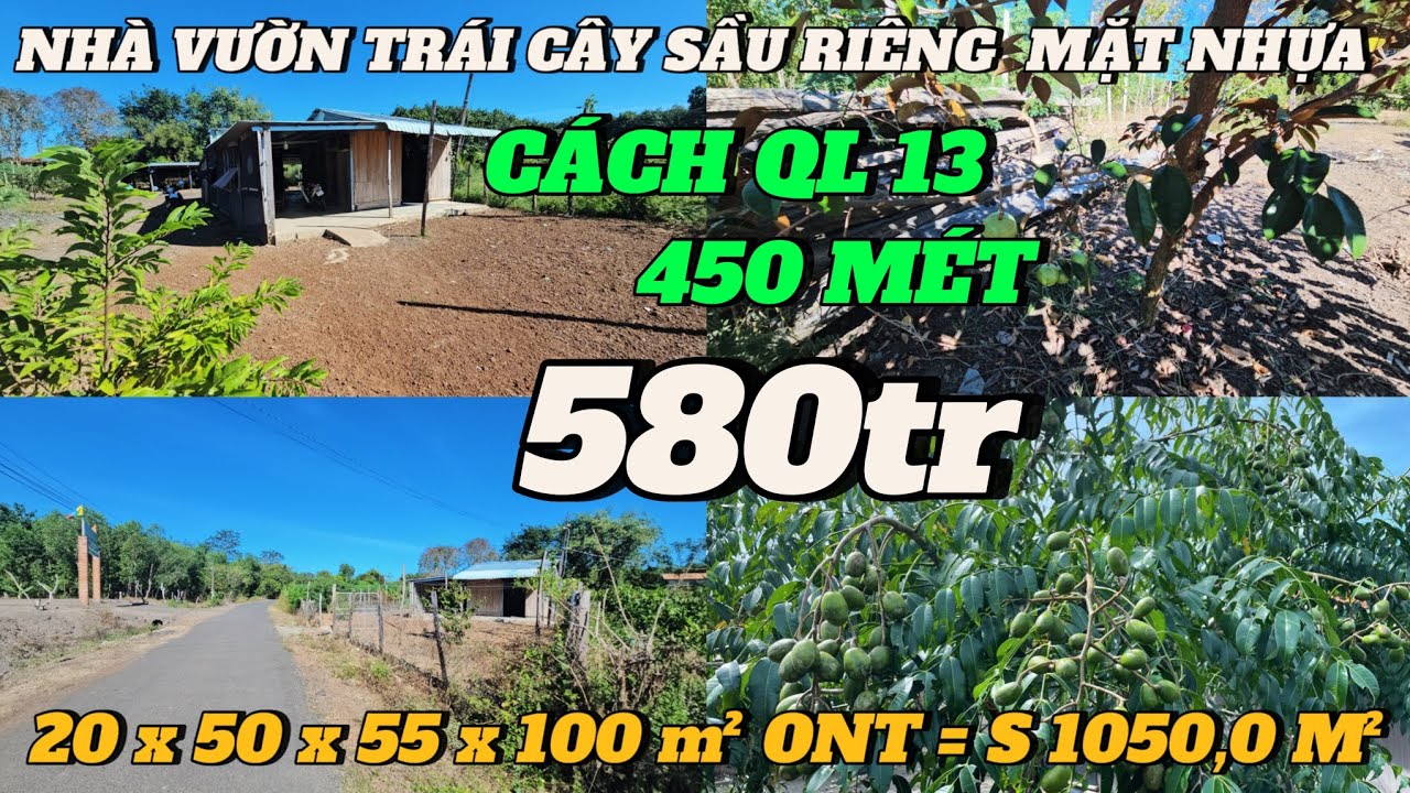 NHÀ VƯỜN CÂY TRÁI SẦU RIÊNG 👉MẶT NHỰA CÁCH QL13 CHỈ 450 MÉT ...