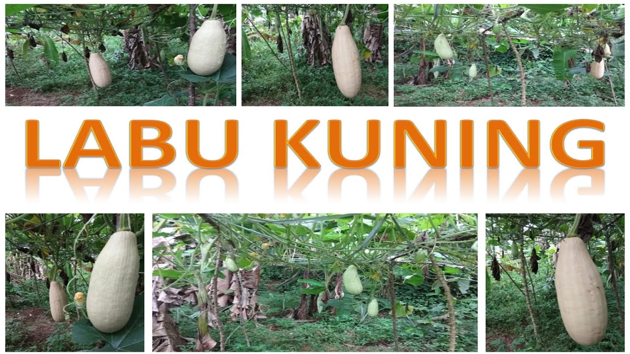 Labu kuning Lonjong Loren Seeds/ yellow pumpkin cultivation video # ...