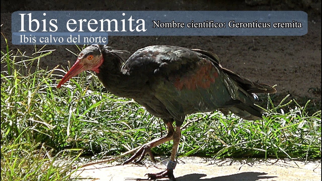 Ibis eremita o ibis calvo .Una de las aves mas amenazada del mundo ...