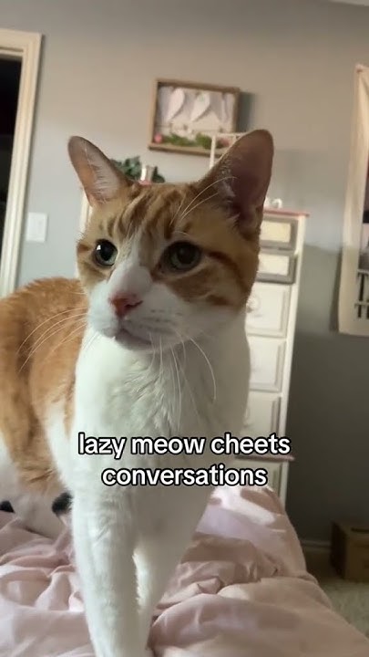 mrrraw #cat |Cheeto - YouTube