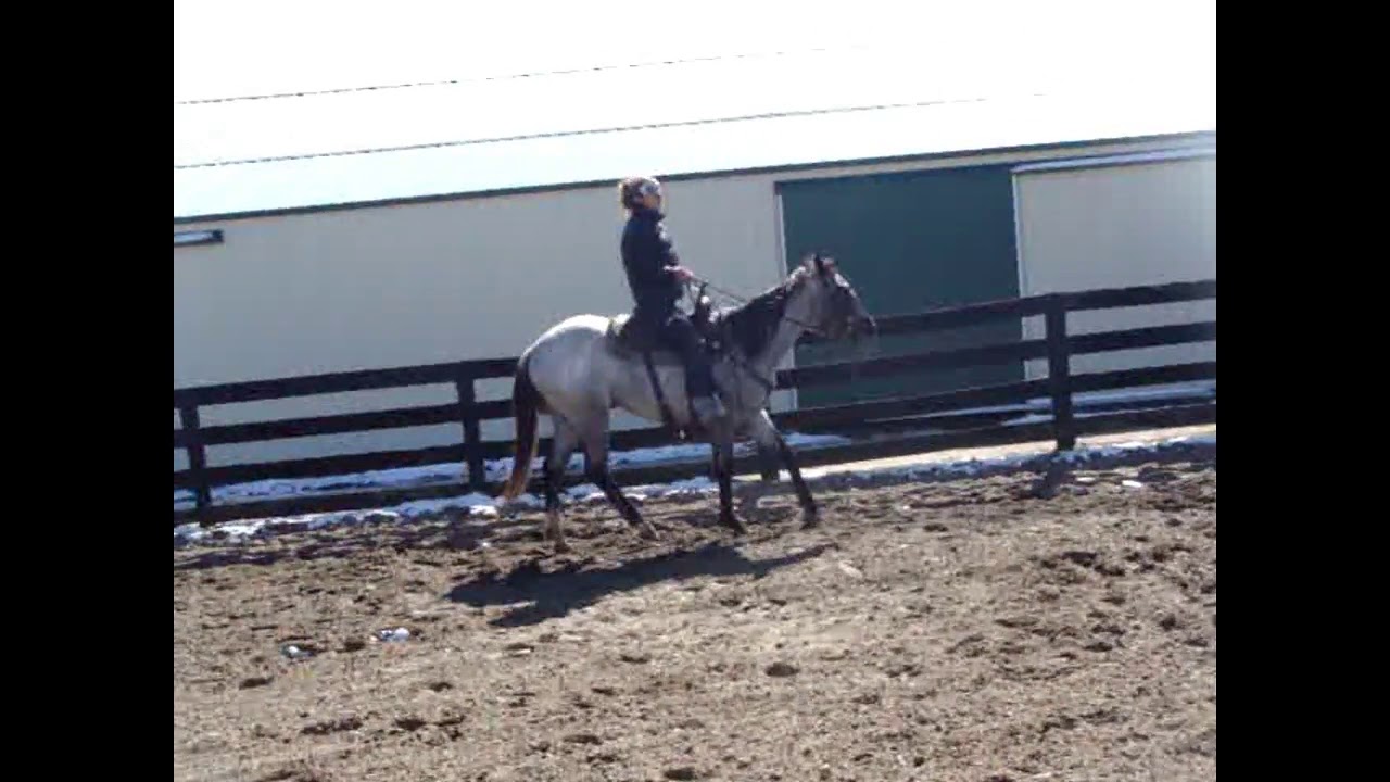 2017 APHA REGISTERED BLUE ROAN FILLY, COMING 2 YRS OLD IN APRIL, RIDING ...