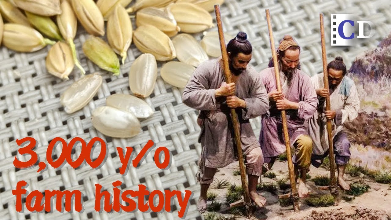 Poems of 3,000 years ago confirmed the success of rice cultivation in ...