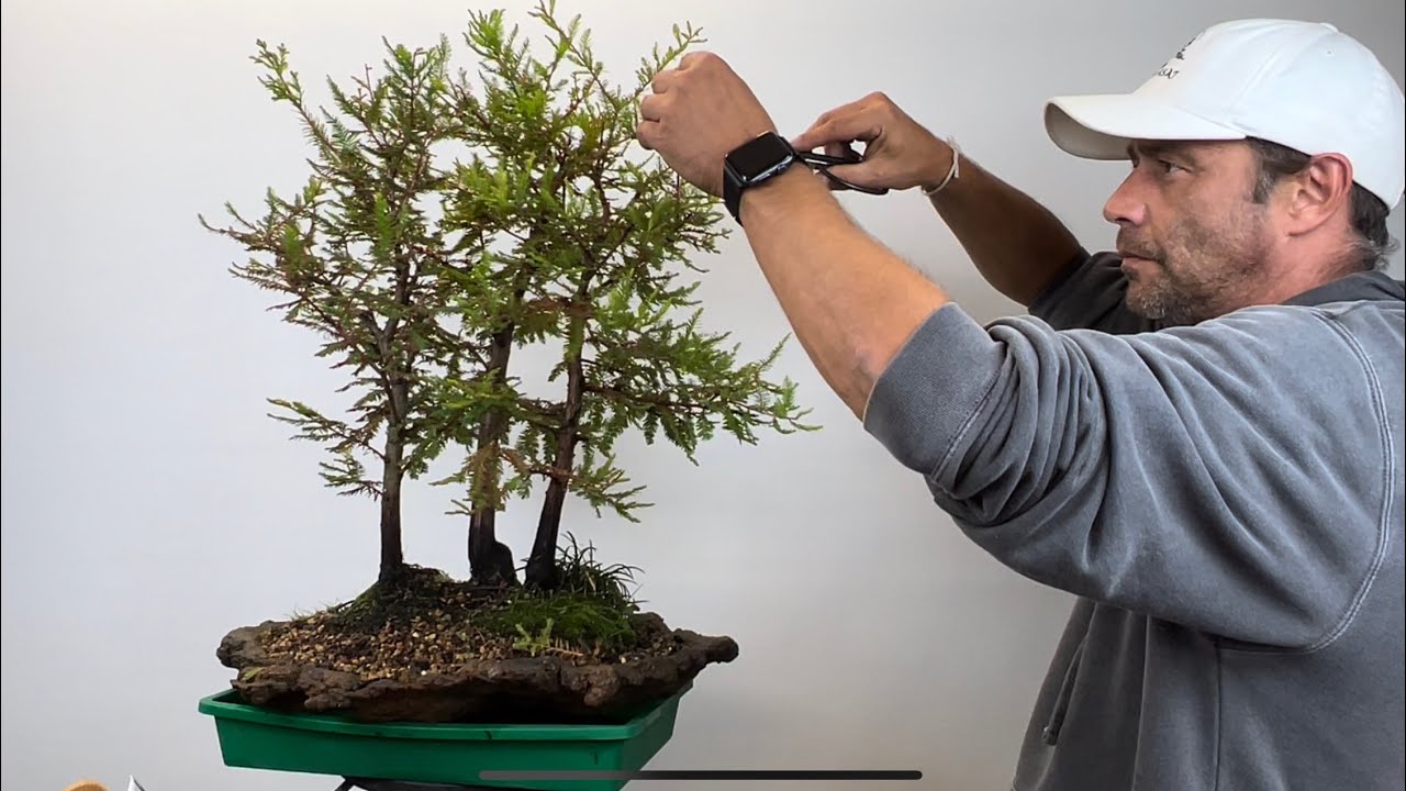 🇫🇷 quelques travaux sur mon Bonsaï Taxodium distichum - YouTube