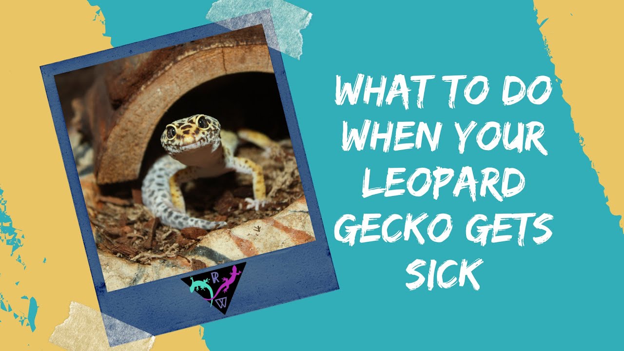 What to Do If Your Leopard Gecko Gets Sick | Leopard Gecko Care Guide ...