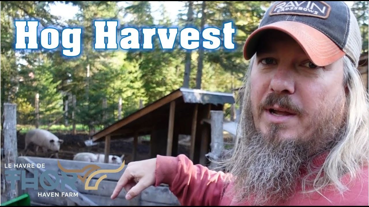 Harvesting Pigs On The Homestead - YouTube