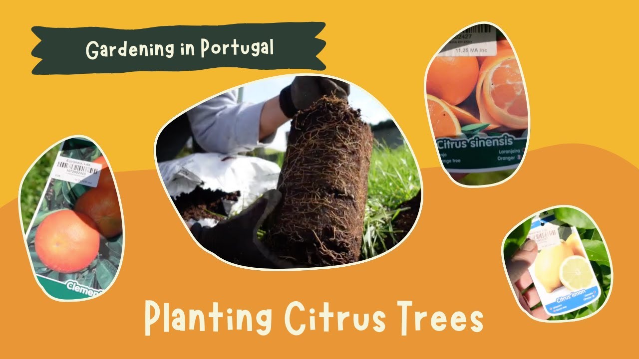 Citrus tree Planting / Life in Portugal / Gardening in the Azores - YouTube