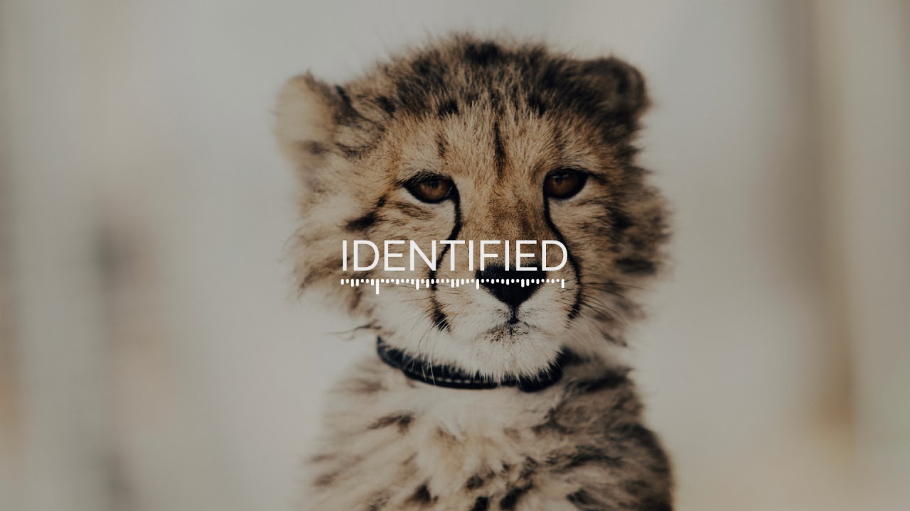 Izzy Bizu - White Tiger (Cat Carpenters Remix) - YouTube