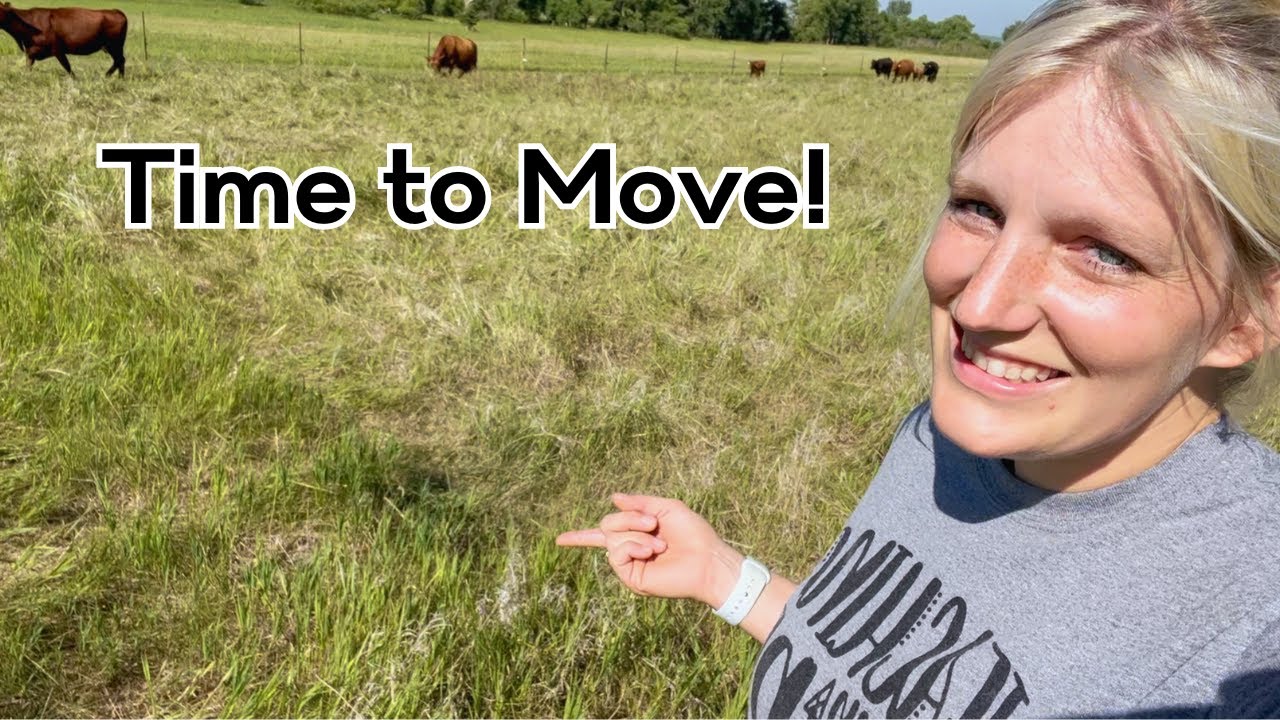 Strip Grazing For Healthier Cattle And More Productive Pastures - YouTube