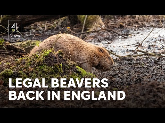 Wild Beaver Movies Wild Beavers Release Approved For England BBC