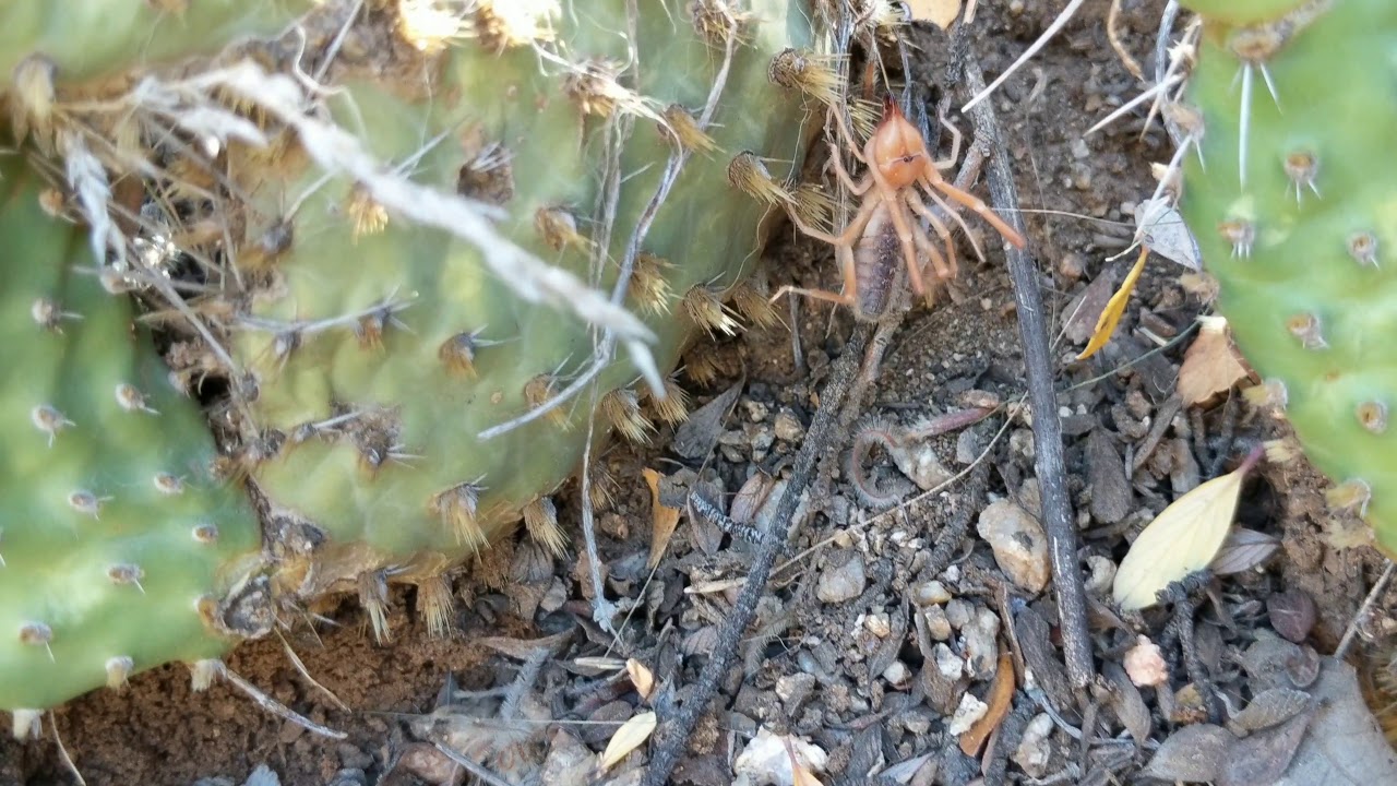 Solifugae - YouTube