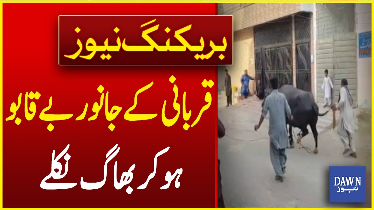 Sacrificial Animals Run Wild In Various Cities | Breaking News | Dawn ...