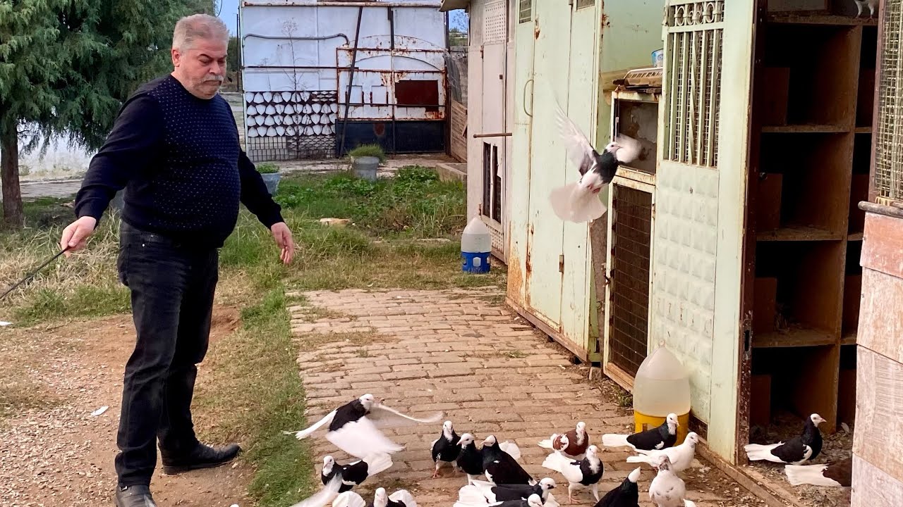 MERKEZ AHMET DÖNEK GÜVERCİN TV 📺 AYDIN Dunek Pigeons roller Muradiye ...
