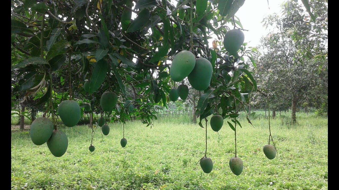 MANGOES FROM MALDA (आम, मालदा) মালদার আম - YouTube