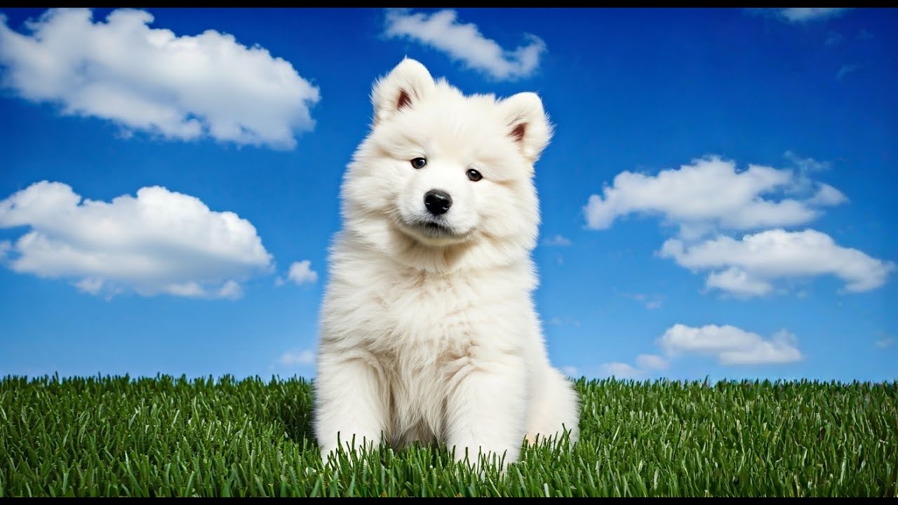 How to Potty Train Your Samoyed Puppy (Tips & Tricks) - YouTube