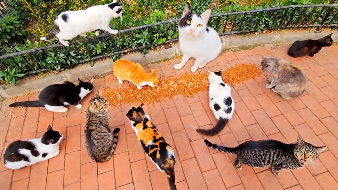 The largest gathering of cats of various colors in the Cat Yard, but ...