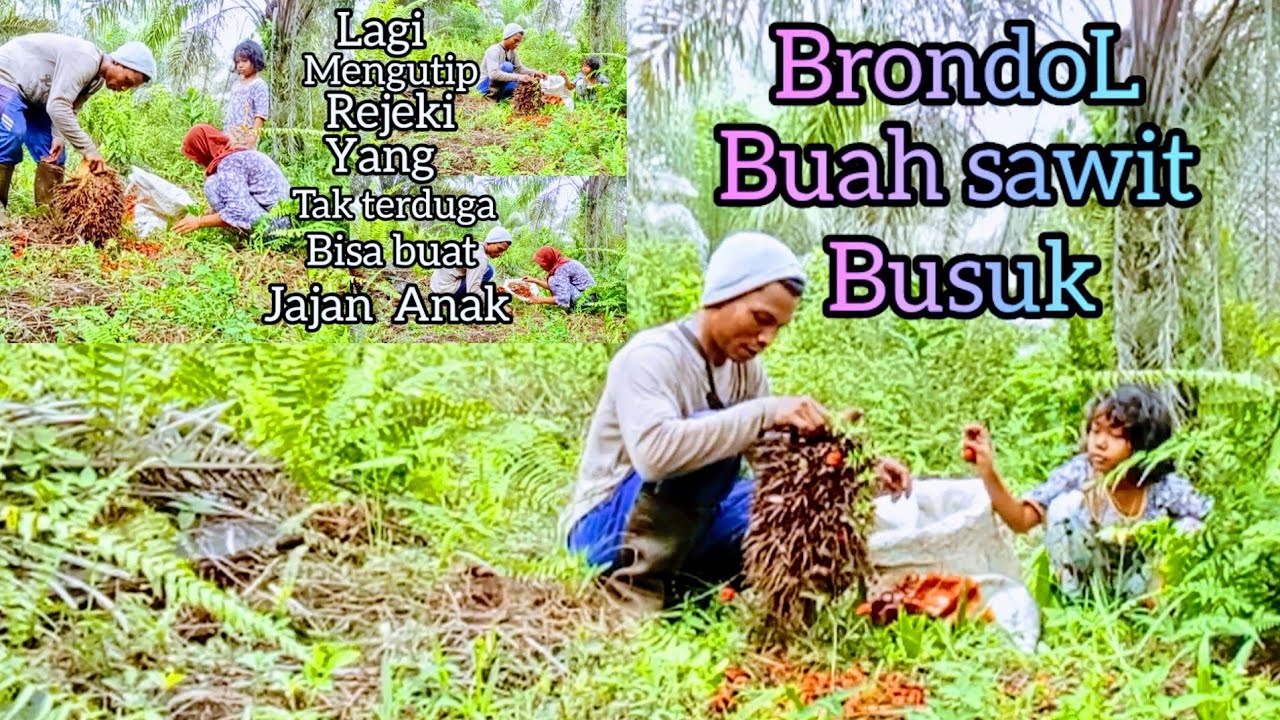 harga brondolan sawit sedang tinggi mencapai Rp 3000/tiga Ribu Rupiah ...