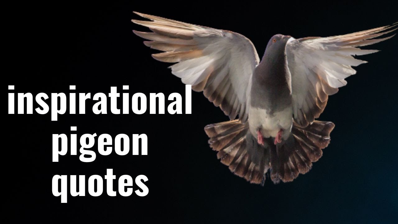 inspirational pigeon quotes - YouTube