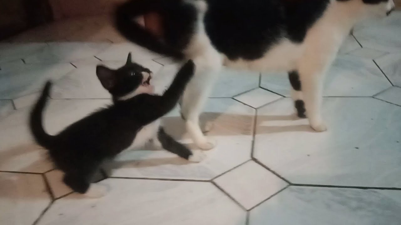 Kitten chasing mama cat's tail - YouTube