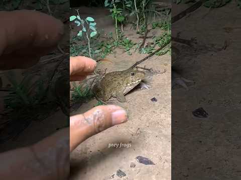 Catch big frogs funny |Try don't laugh |wepwep catching frogs make you laugh#shortsviral