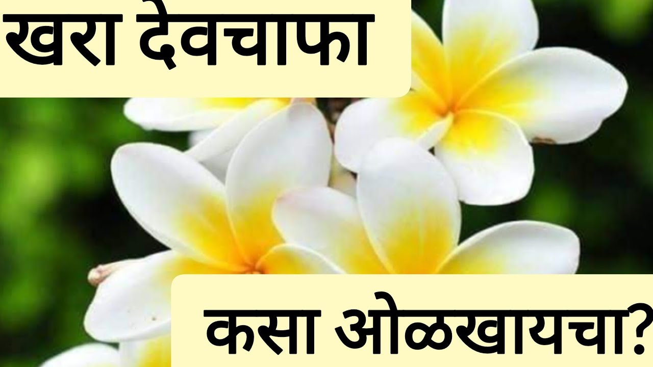 देवचाफा | Devchafa | Champa| Plumeria acutifolia | Marathibaagkam ...