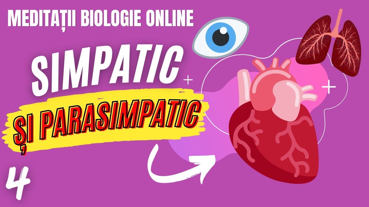 Simpatic si parasimpatic -Bacalaureat biologie (partea 1) - YouTube