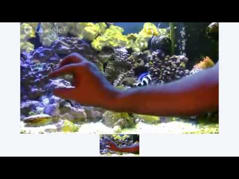 live fishtank stream - YouTube