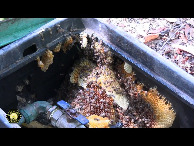 Learn more about Bees, Wasps, Yellow Jackets and Hornets