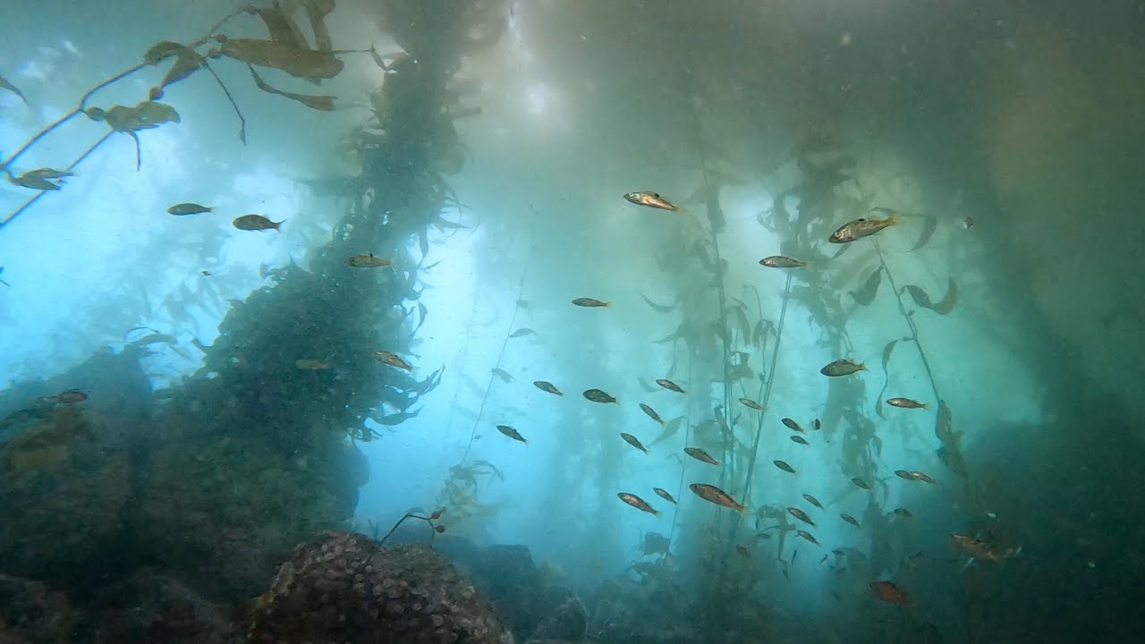 Kelp Forest Scuba Diving at Breakwater Cove, Monterey, California - YouTube