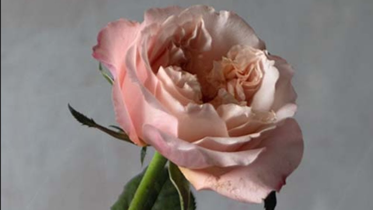 Live Oil Painting Session: the Colour Stories of Roses - YouTube