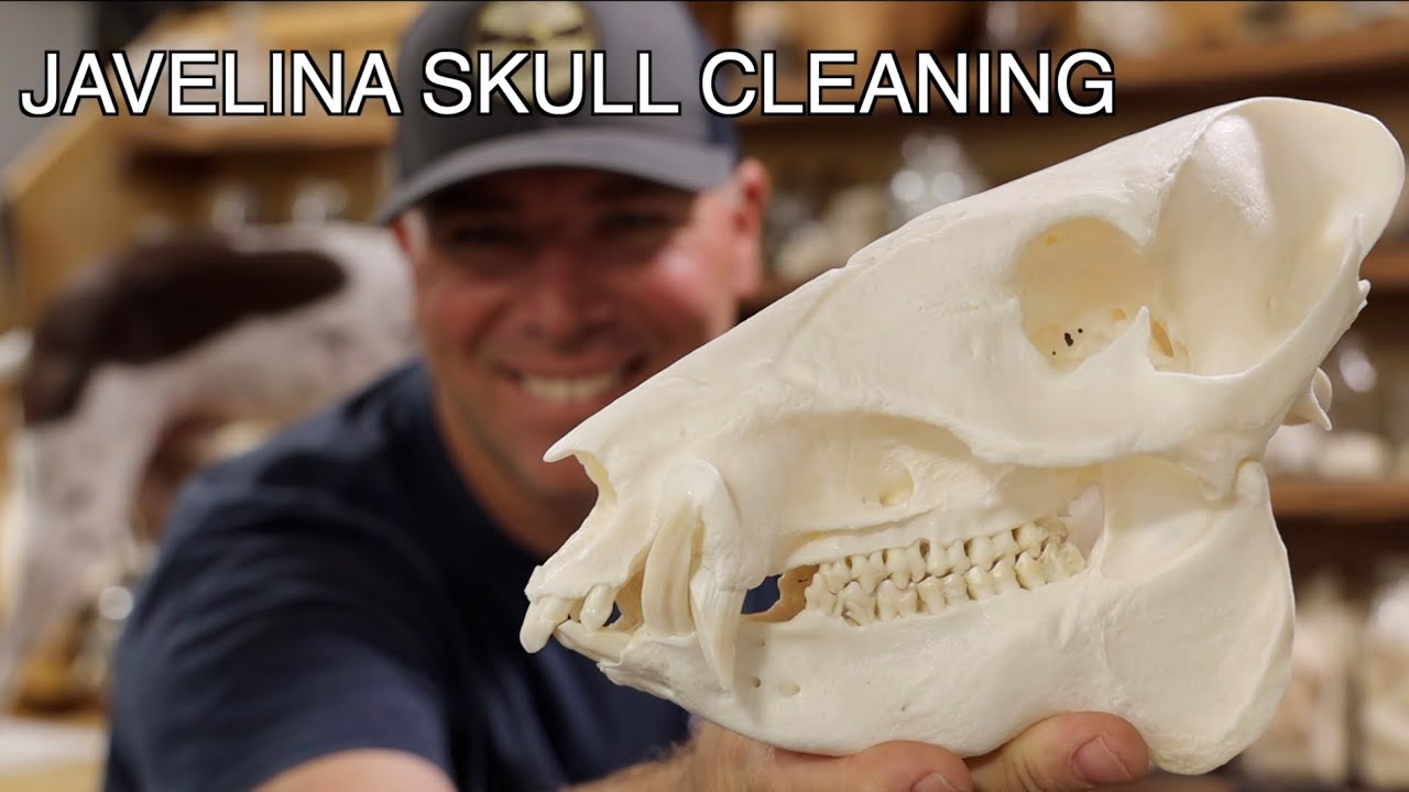 SKULL CLEANING A JAVELINA "HOW TO" - YouTube