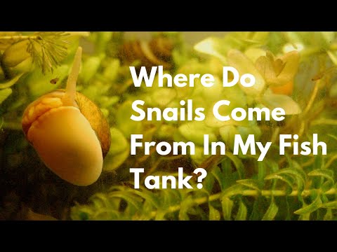 Where Do Snails Come From In My Fish Tank?