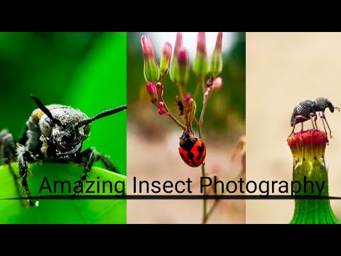 5 Amazing Insect Mobile Macro photography with Skyvik Signi macro lens ...