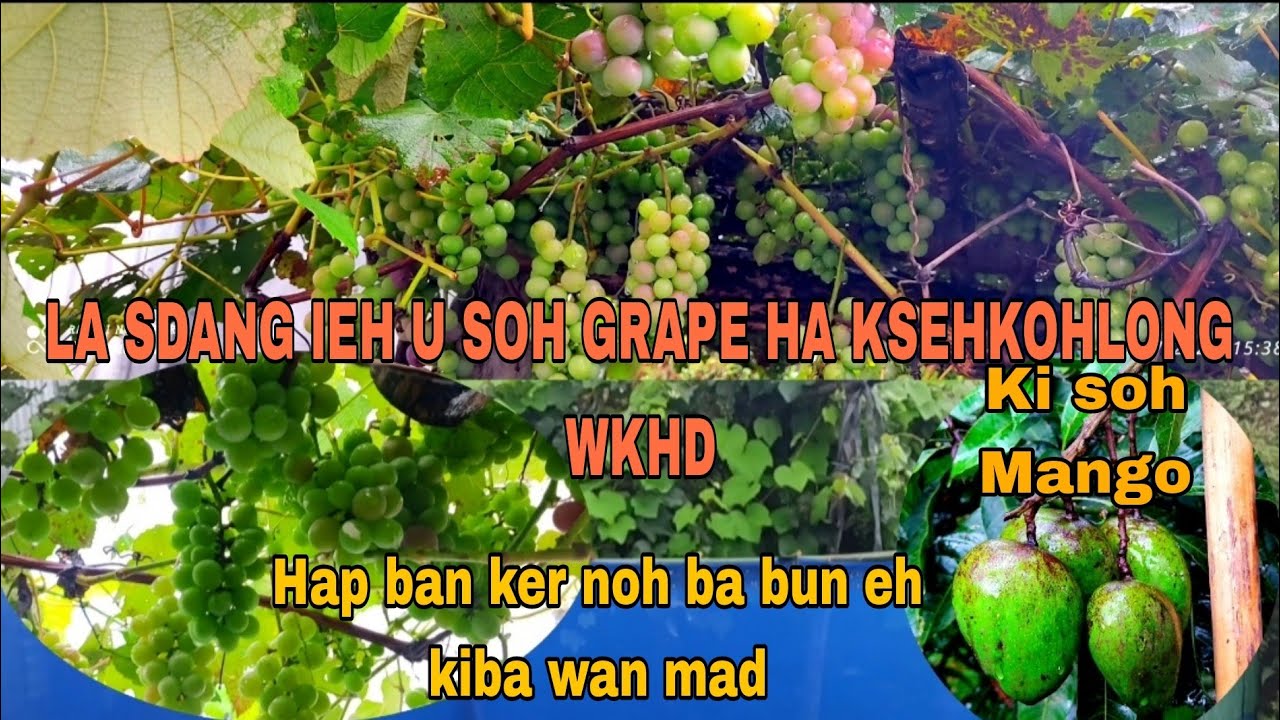 LA SDANG IEH U SOH GRAPE HA KSEHKOHLONG WKHD - YouTube