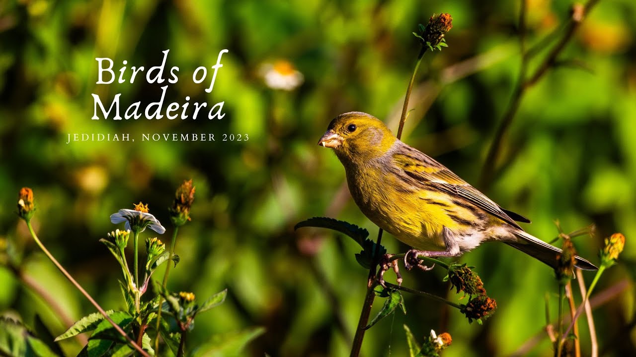 Birds of Madeira, Portugal - YouTube