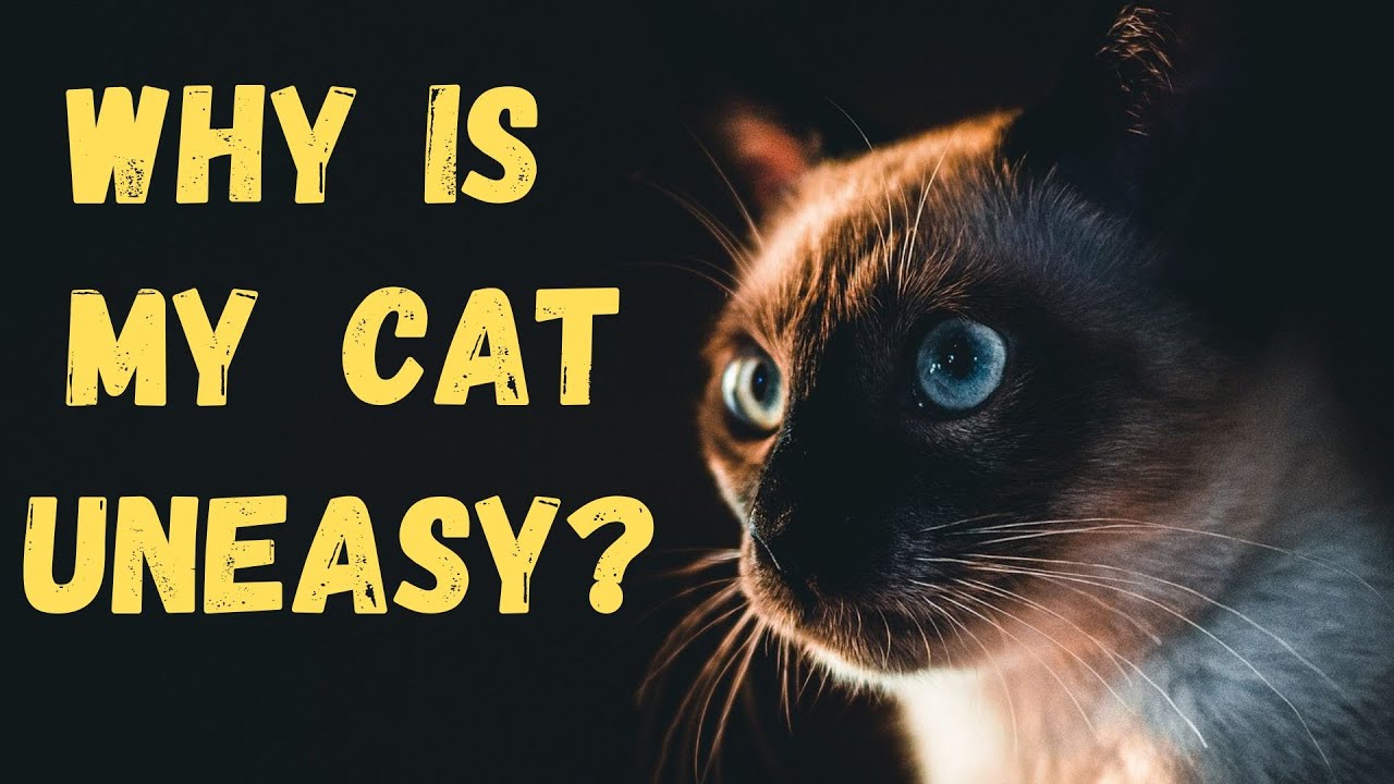 The ONE Thing You Need To Know About Why Cats Get Restless - YouTube