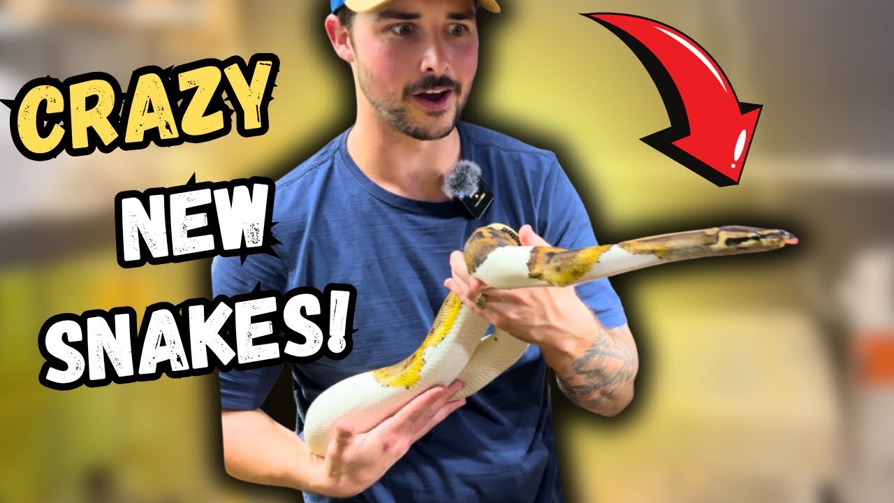 I Finally Got the Snakes I’ve Been Waiting For… And They’re INSANE ...