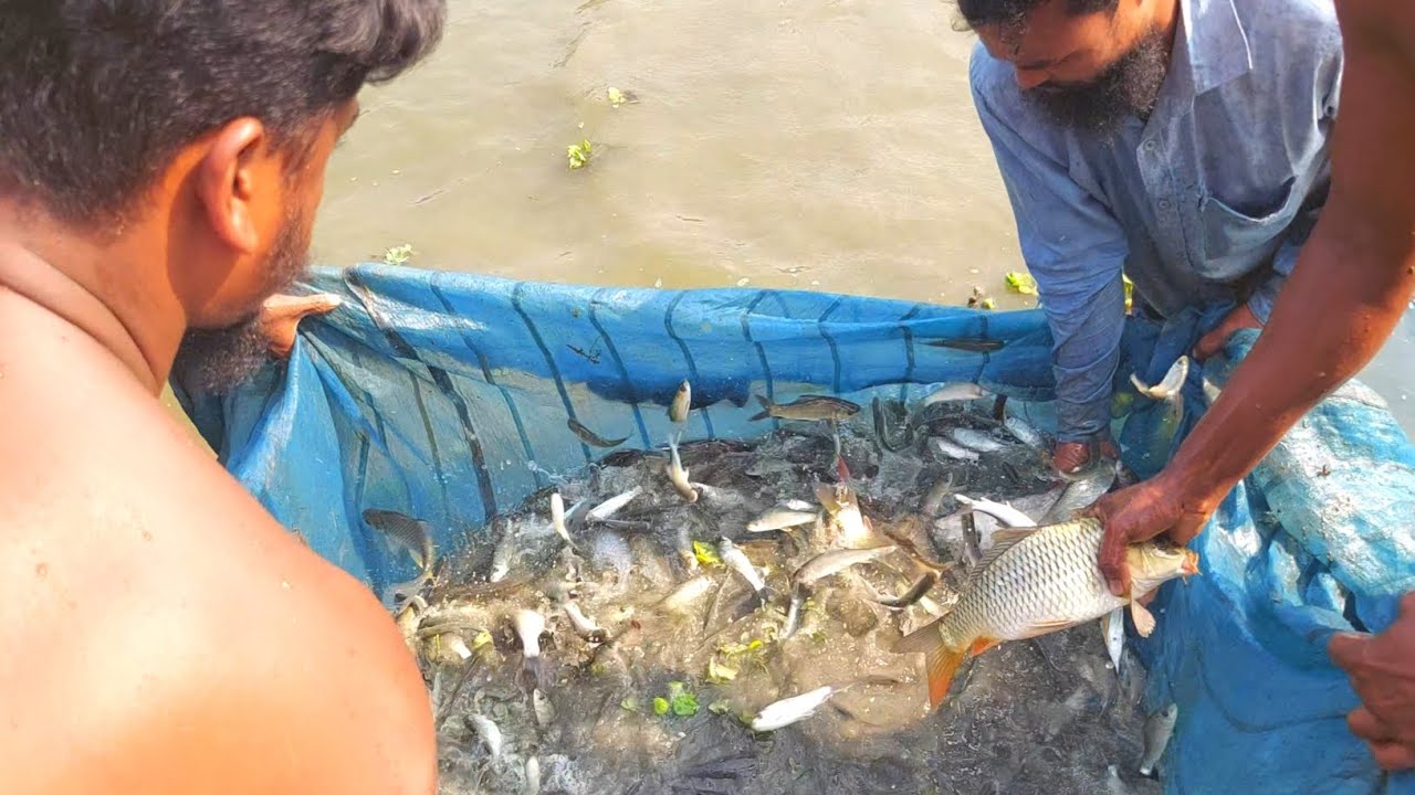 Fishing Video Big Fish Best Fishing Time Amazing And Small Fish People Fishing Fish - YouTube